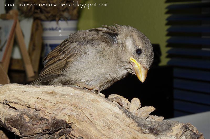 La Naturaleza que nos queda: De gorriones...