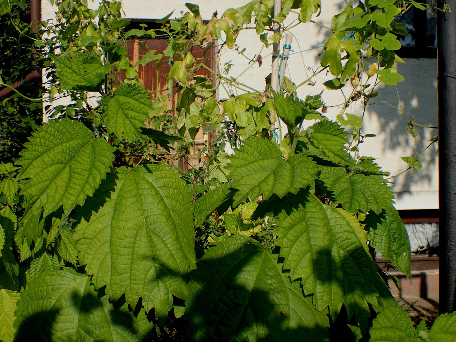 Scirpidiella's Plants: False Nettles - Ramie cousins (Boehmeria sp. div.)