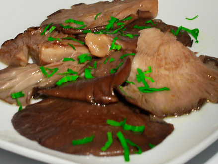 la rana testarda: Pleurotus ostreatus - o funghi pleus