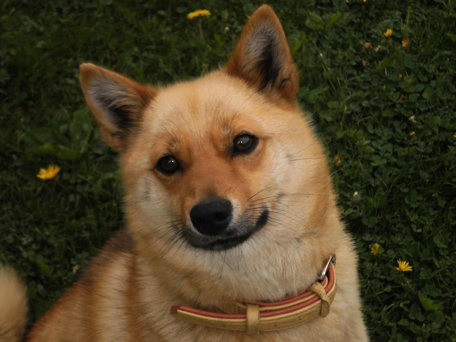 Ota oppia -eläinten tapaan: Suomenpystykorva