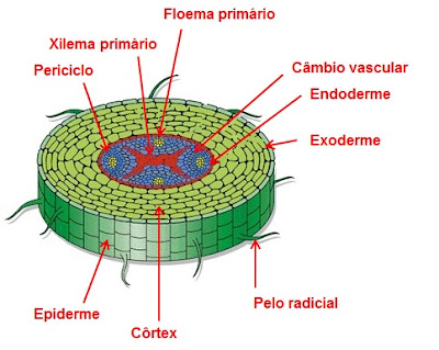 Fisiologia Vegetal