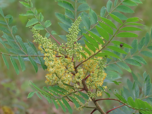 " Welcome to Lavender Dreams ": Winged Sumac and Florida wildflowers