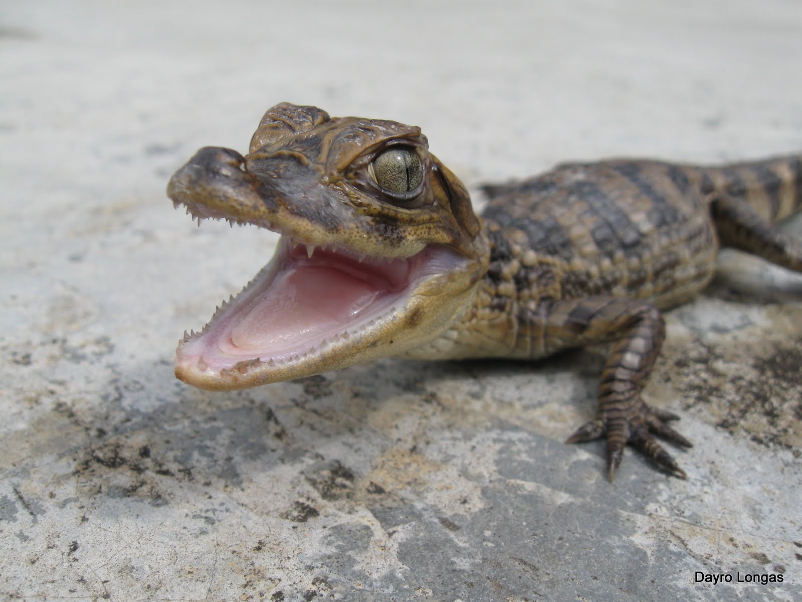 Fauna de Colombia - Wildlife Colombia: Babillas