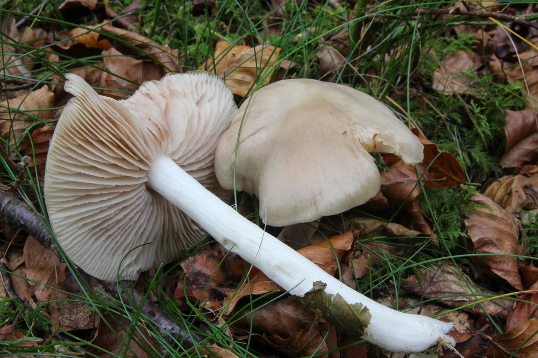 Guía de Setas y Hongos de Navarra.: Entoloma rhodopolium (Fr.:Fr.) Kum.