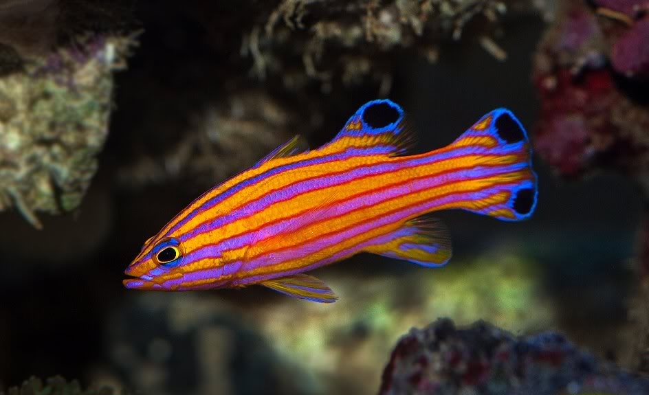 10 jenis ikan hias laut yang jadi incaran - Dunia Akuarium