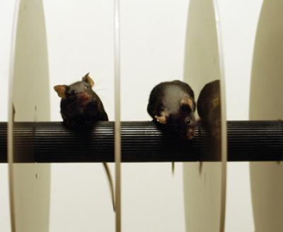 The Boundless Thicket: Red Wine: the Elixer of Life?