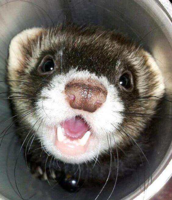 Afrički tvor-Ako želite umiljatu i razigranu životinjicu, izabraćete ...