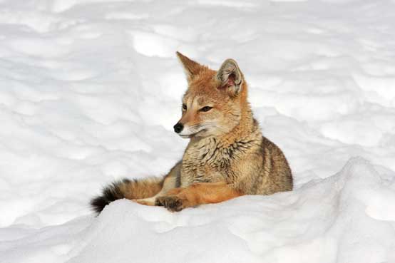 MAMBA PHOTO TRAVEL: ZORROS EN USHUAIA