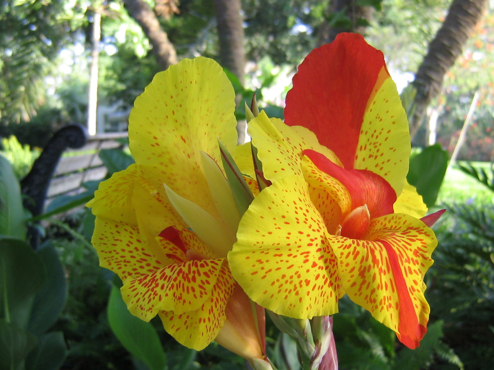Canna | World Of Flowers