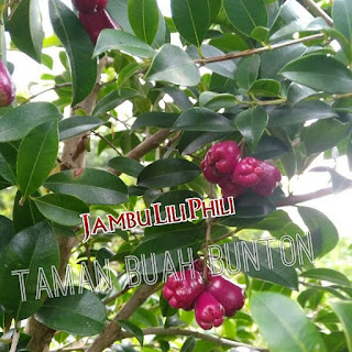 Bibit Buah Bunton Malang: Macam - macam Jambu Air