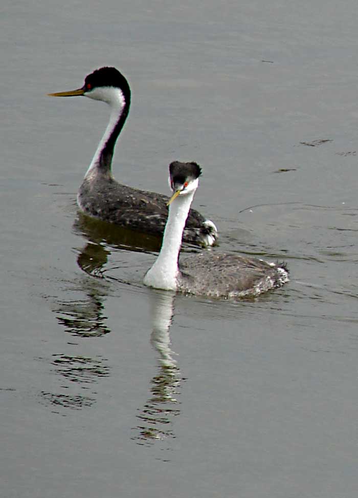 Birding Without Barriers: Clark's or Western Grebe?