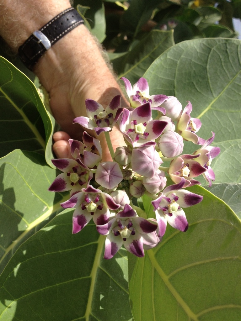 MARIETTE'S BACK TO BASICS: {Flora from our Curaçao Vacation}