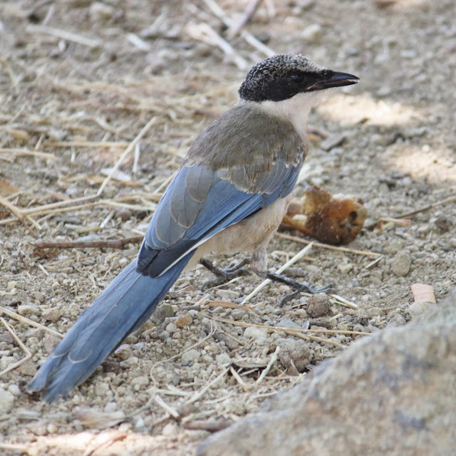 FAUNARIUM: Rabúo o mohíno