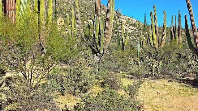 All This Is That: cardon cactus