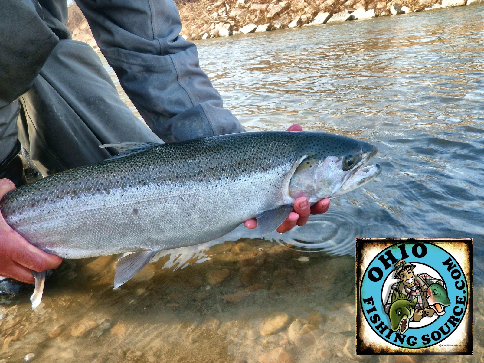 Ohio Fishing Source: Winter Steelhead