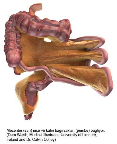 Canlılar aləmi: Mezenter nədir ? Niyə bu indi yeni orqan kimi qəbul olunur?