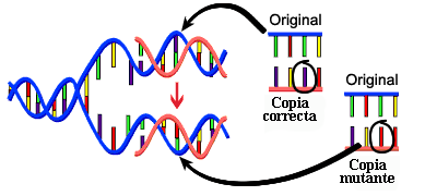 Mutaciones : ¿Cómo ocurren las mutaciones?