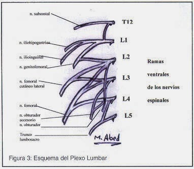 Morfofisiologia - Osteologia: PLEXOS NERVIOSOS.