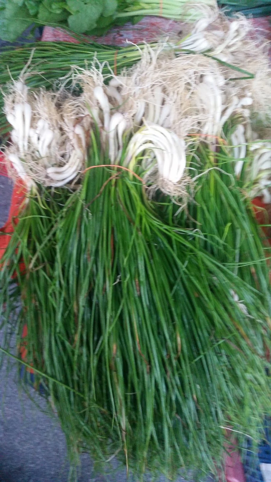 Warisan Petani: Tanaman Lokio