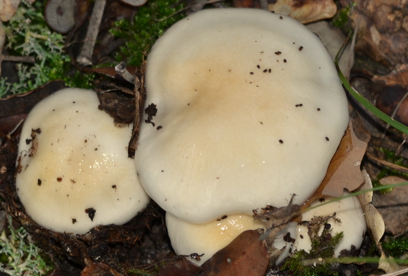 EN EL MONCAYO: Mocosa Blanca (Hygrophorus eburneus)