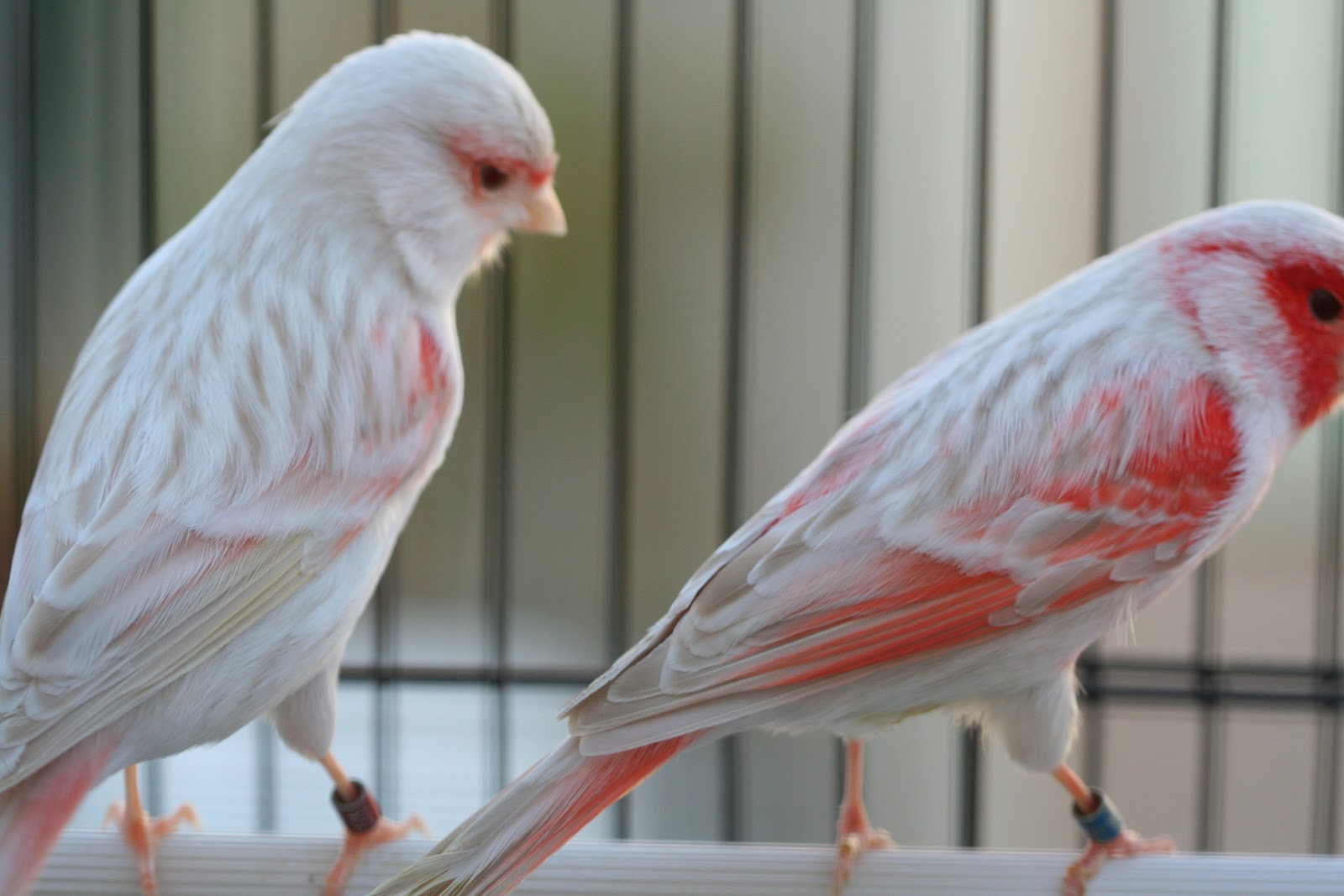 Silva's Birds: Color Canaries 1