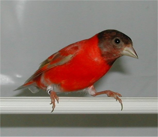 I colori dei canarini - Pets Life