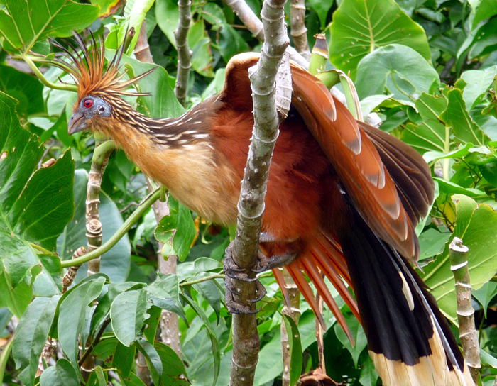 Hoatzin | Bird Basic Facts & Lovely Pictures | Beauty Of Bird