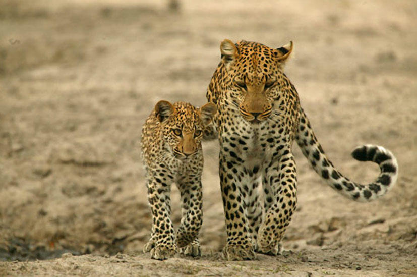 "Make your right connection today.......": Beautyful Animal Birds ...