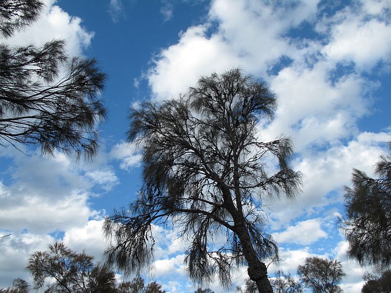 Esperance Wildflowers: Allocasuarina huegeliana – Rock Sheoak