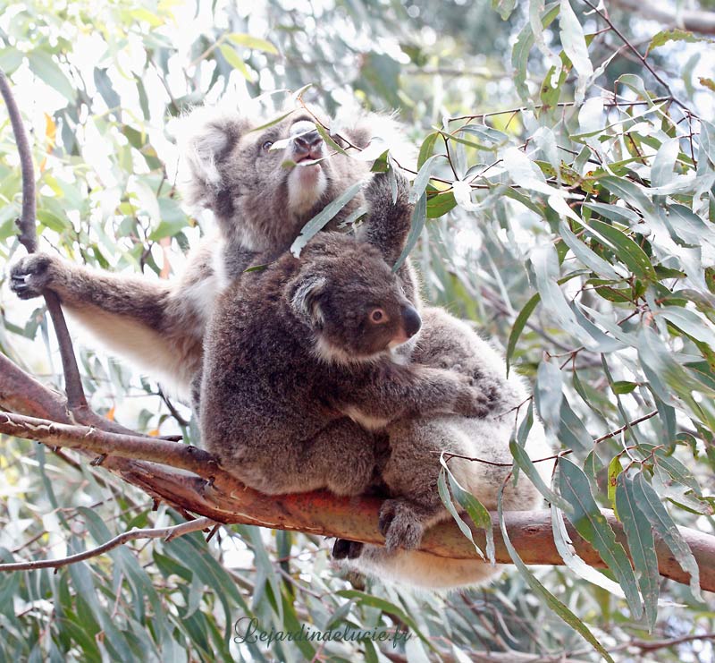 Maman Koala et son petit, suite.
