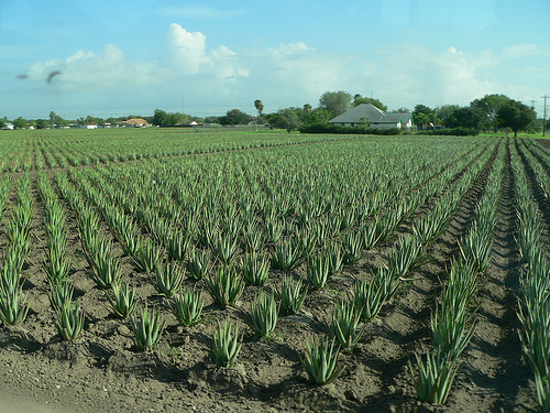 PLANTAS INCREIBLES: La Sabila como cultivarla para fines medicinales