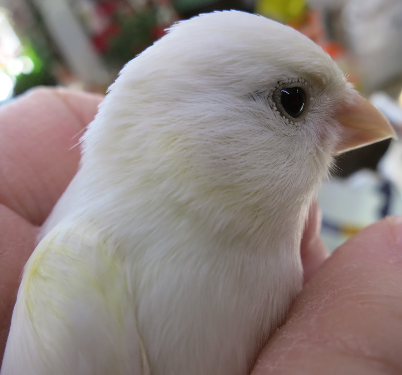 Canary Tales: Breeding Better Looking Birds Part 5 - White Colored Birds