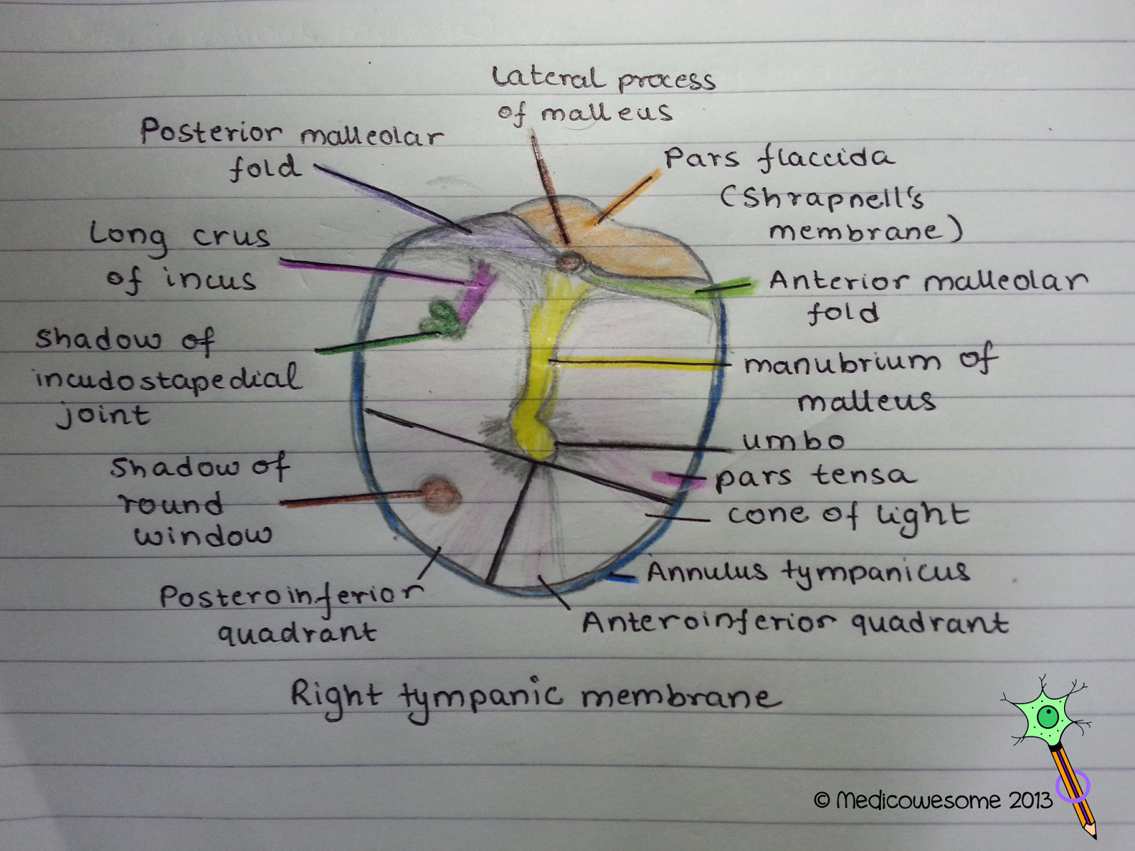 Medicowesome: How to draw the tympanic membrane
