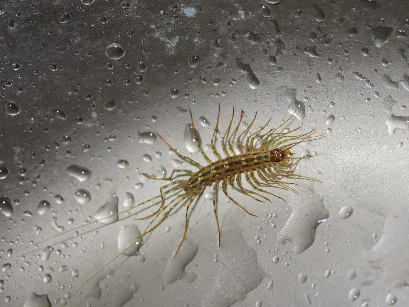 Elder Spencer John Edwards: Korean boy bands