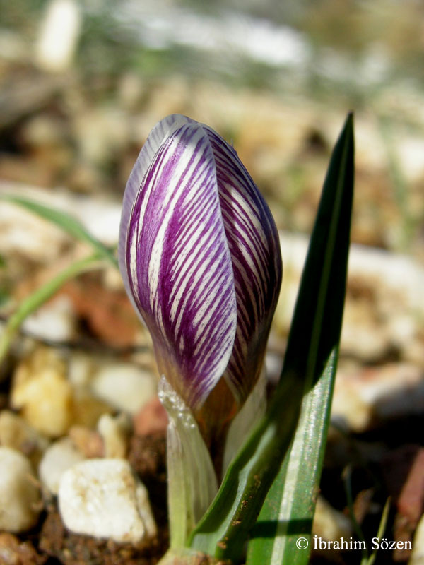 The Country Of Crocuses: Crocus candidus