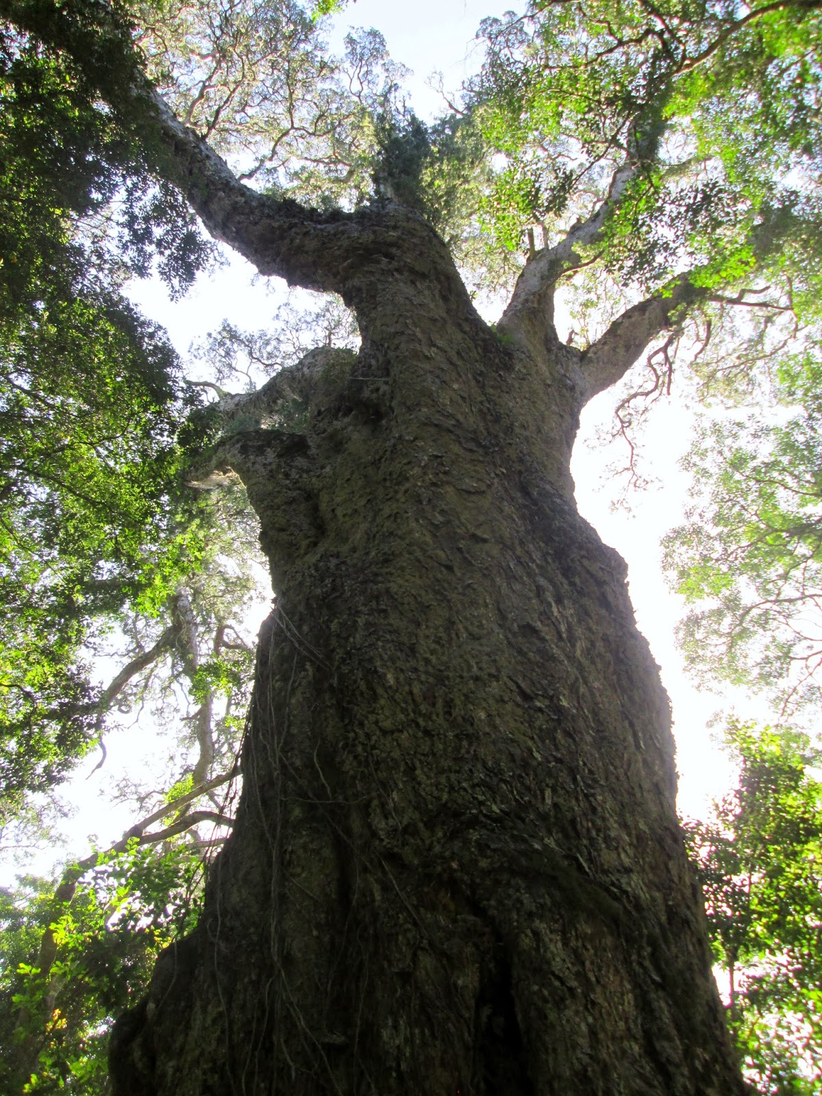 The Great Wildebeest Migration: Champion Trees of South Africa