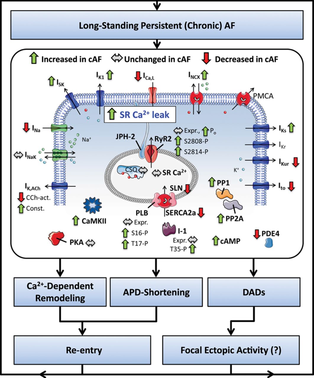 Dr Han Naung @ Henry Han : Electrophysiology and Heart Rhythm ...