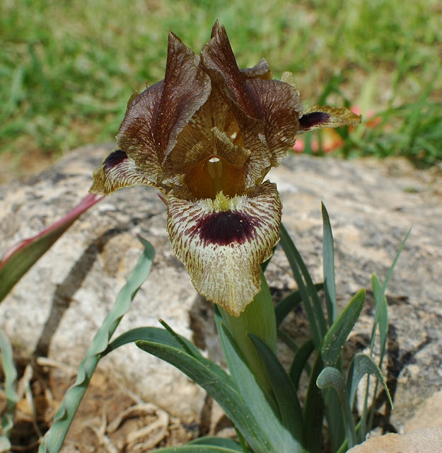 En Irismark i Spanien