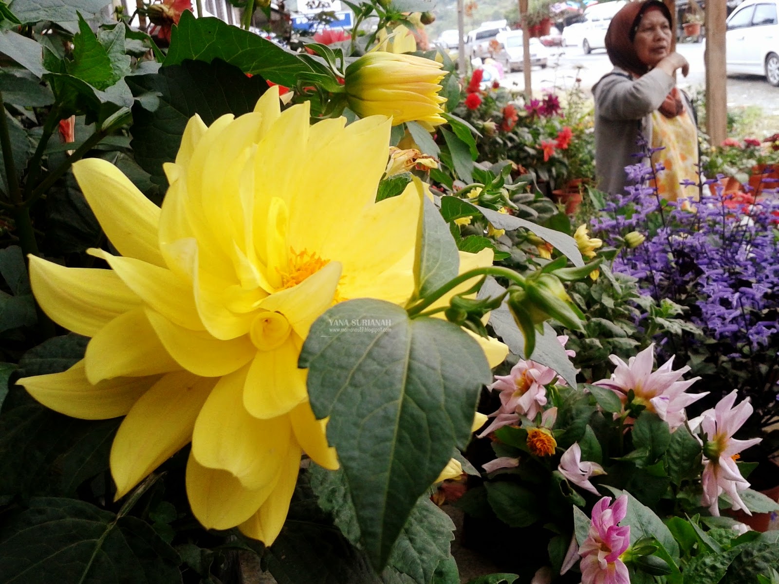 Beli Bunga dan Sayur di Kundasang, Sabah - yana ssurianah blog