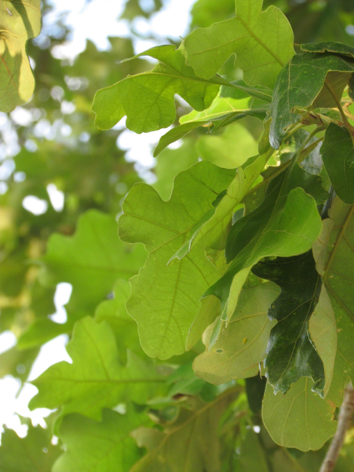 A Year With the Trees: Post Oak - Quercus stellata