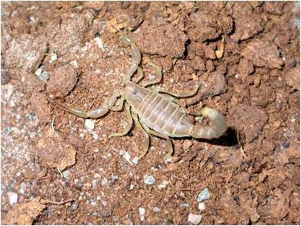 Androctonus amoreuxi - Blog Rindang Yuliani