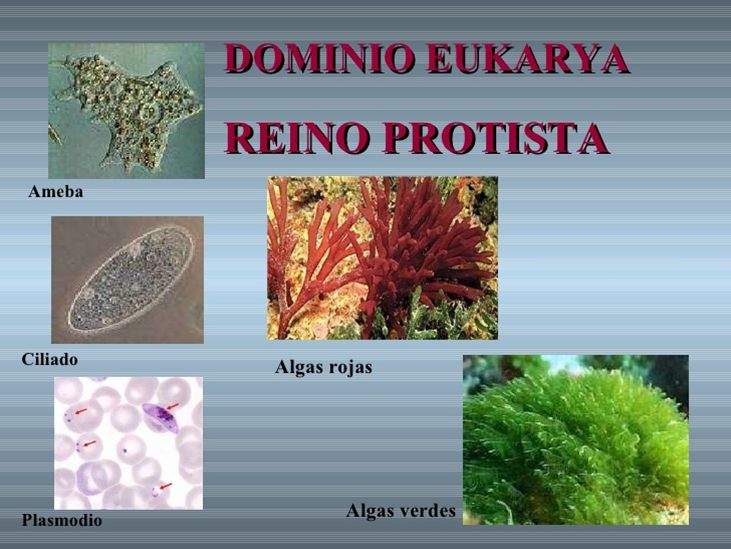 Biología-primer semestre: Los Dominios de la Vida