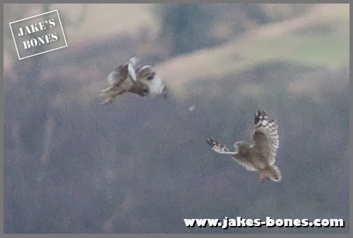 The amazing owl fight in photos : Jake's Bones