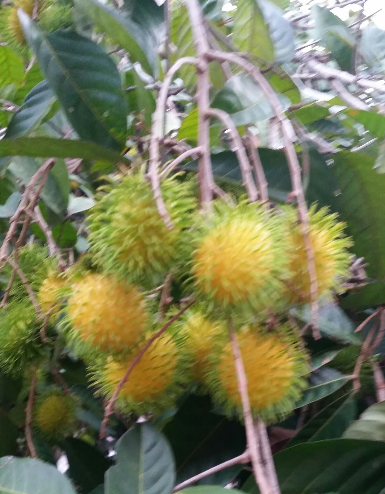 Warisan Petani: Tanaman Rambutan.