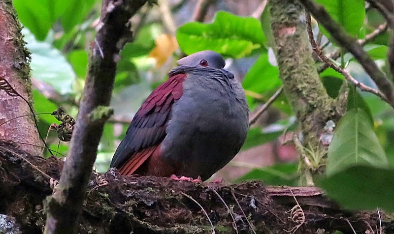 Birdernaturalist: Jamaica's Endemic Birds