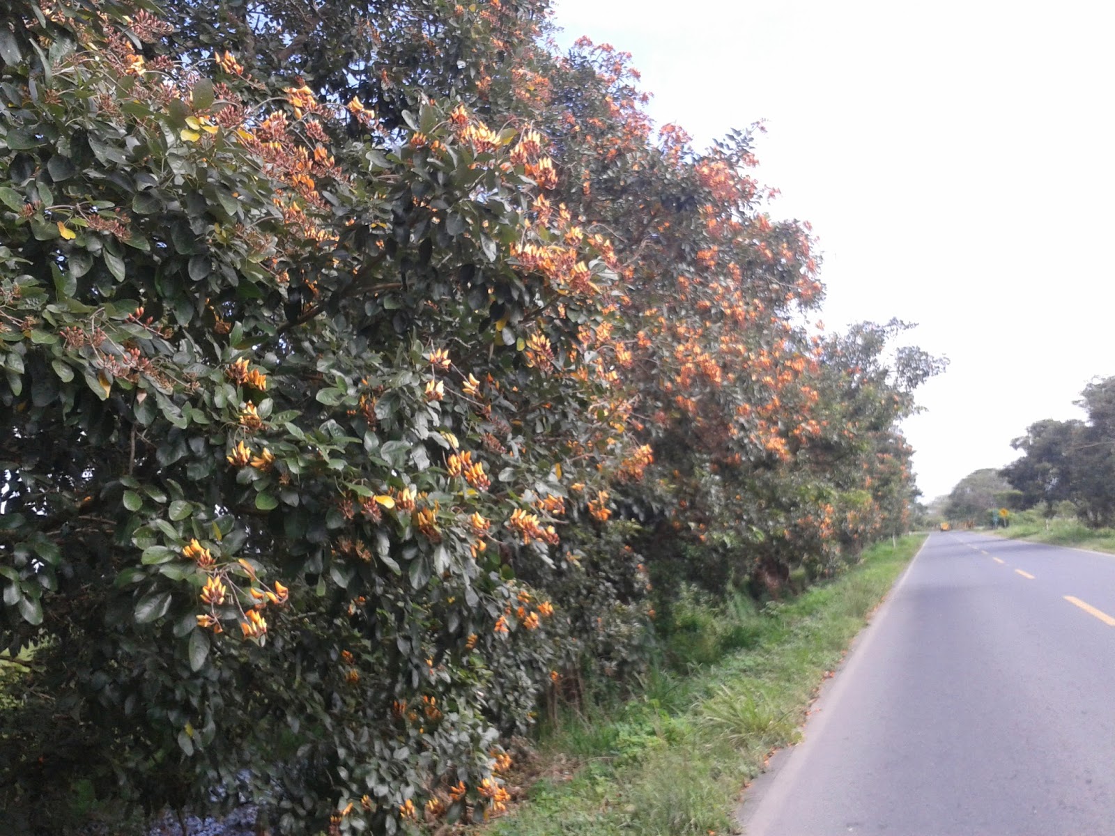 EL MONTUBIO: PALO PRIETO = Erythrina fusca