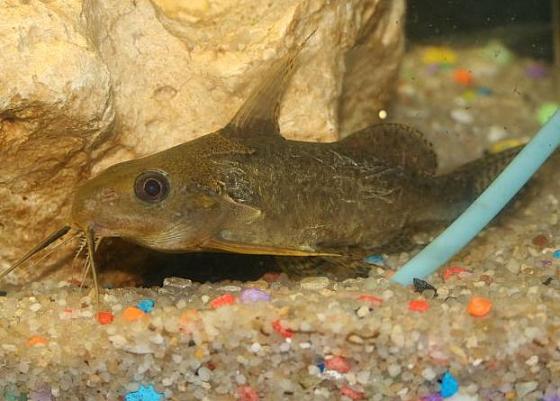 Marine Life: Upside down Catfish