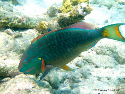 Things we did today...: Discombobulated and Recombobulated