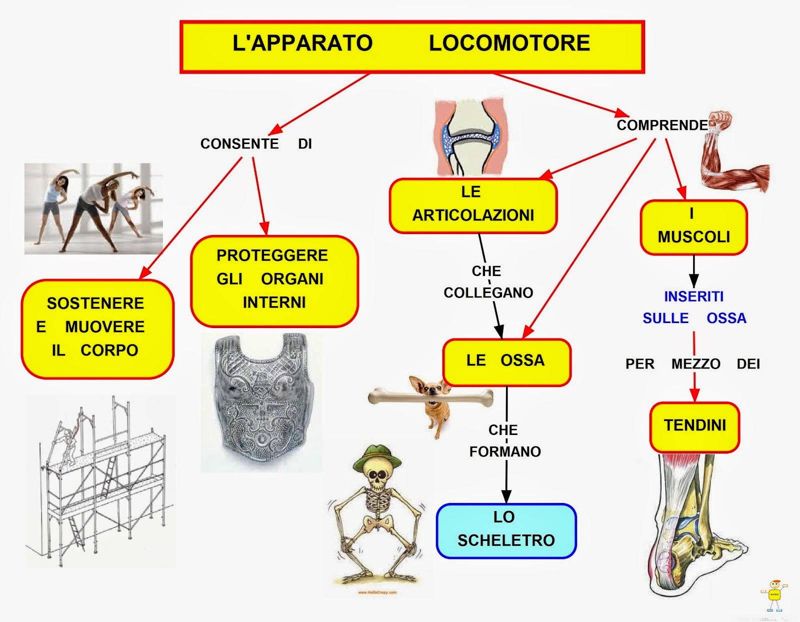 Mappa concettuale: Apparato locomotore • Scuolissima.com