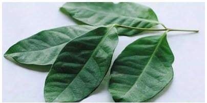 Afsyanur.com: POKOK SERAI KAYU